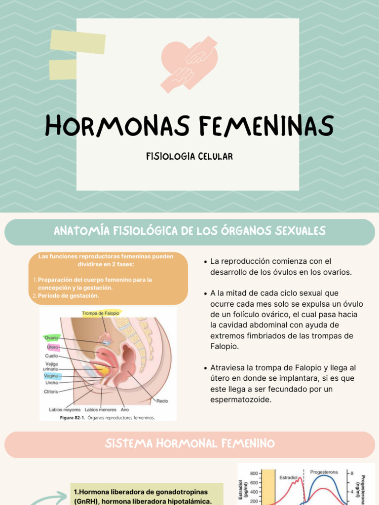 Hormonas Femeninas | Descargar gratis PDF | Hormona luteinizante | Ciclo menstrual