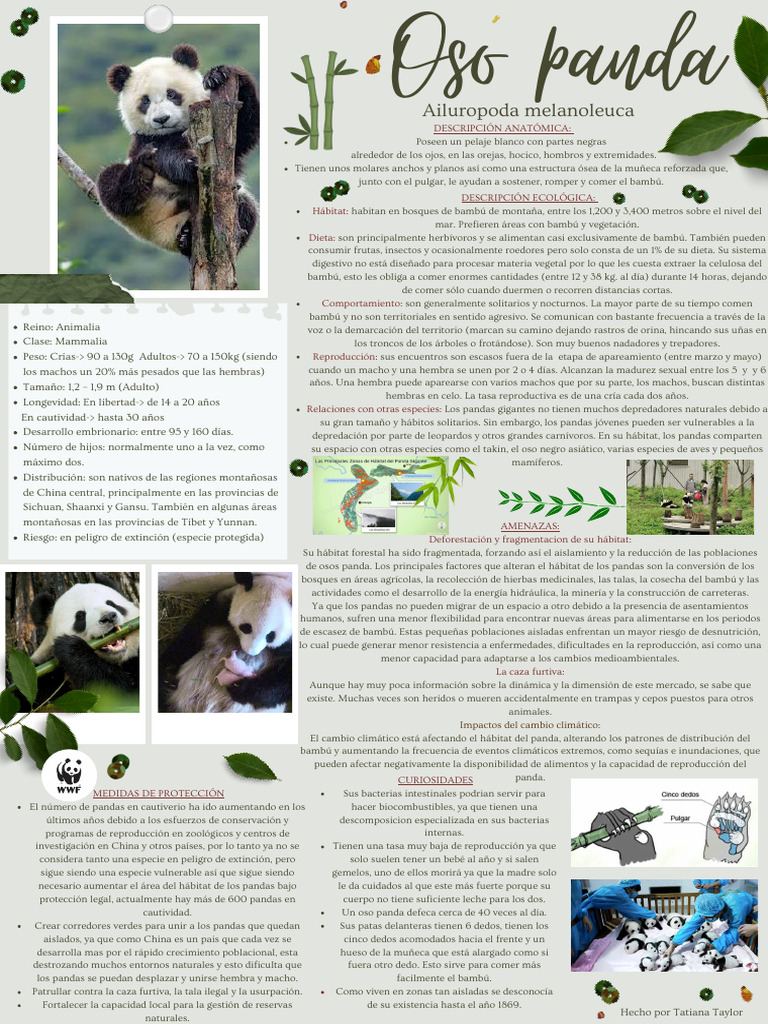 Ficha Sobre El Oso Panda | PDF | Panda gigante | Osos