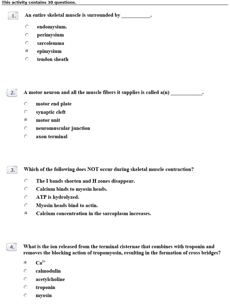 Muscle Questions | PDF | Muscle Contraction | Skeletal Muscle