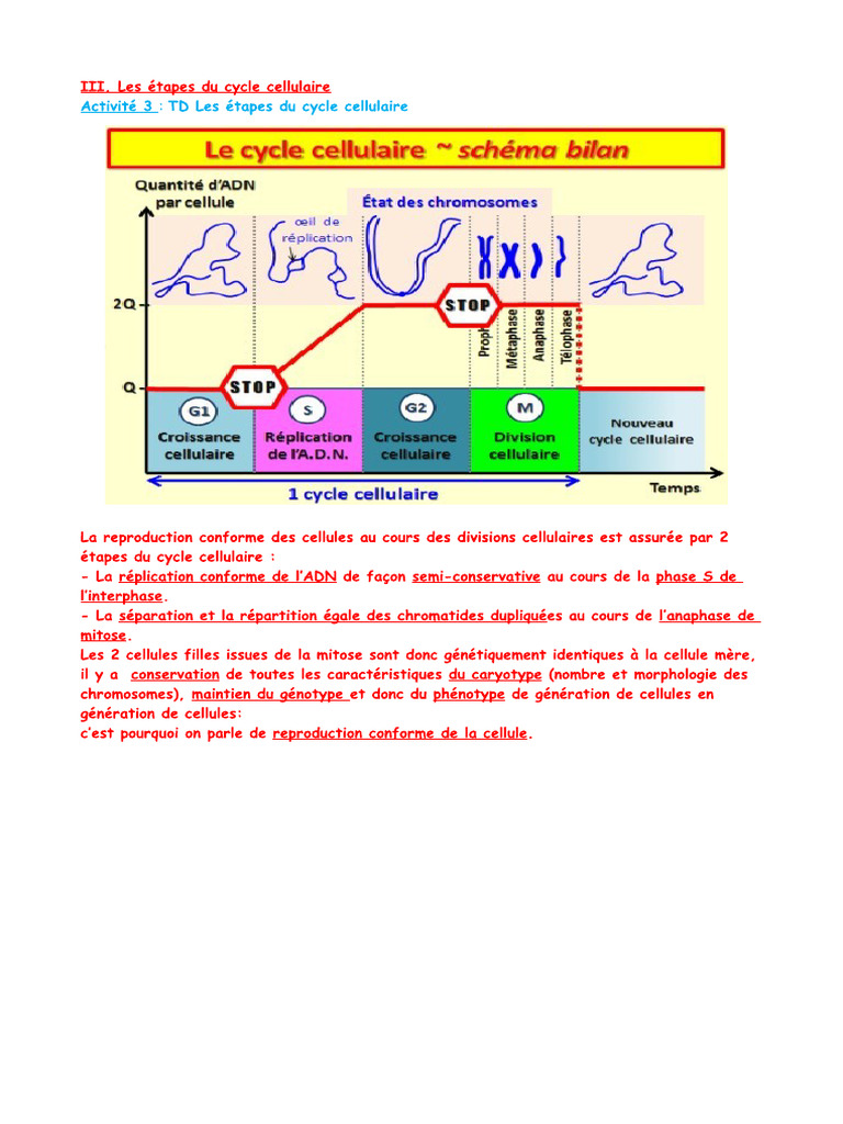 cycle cellulaire | PDF