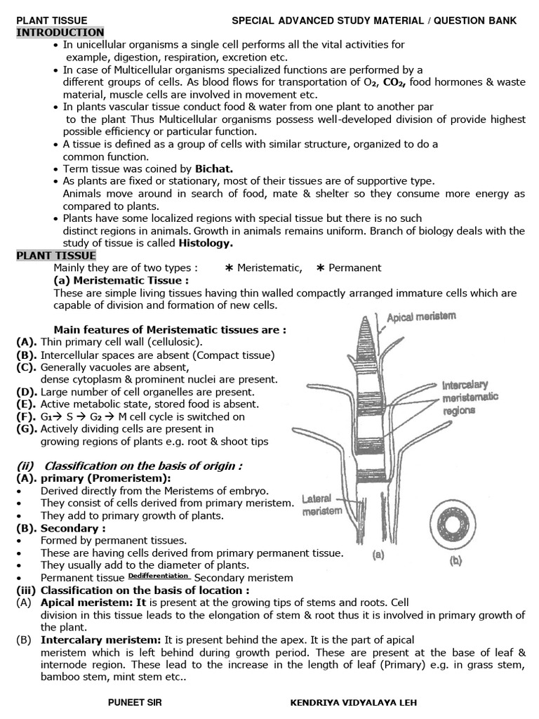 Plant Tissue Study Material & Question Bank | PDF | Tissue (Biology ...