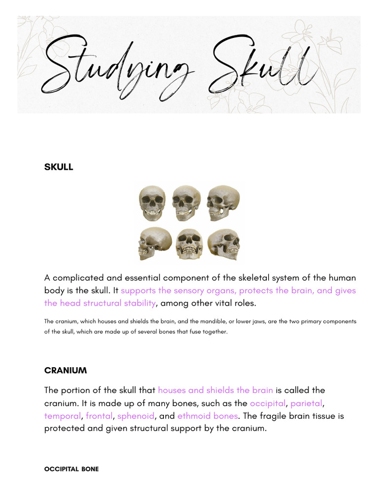Studying Human Skull | PDF | Skull | Human Nose