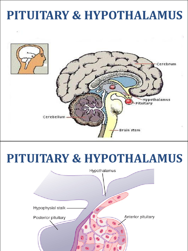 Hypothalamus & Pituitary | Download Free PDF | Pituitary Gland | Hypothalamus