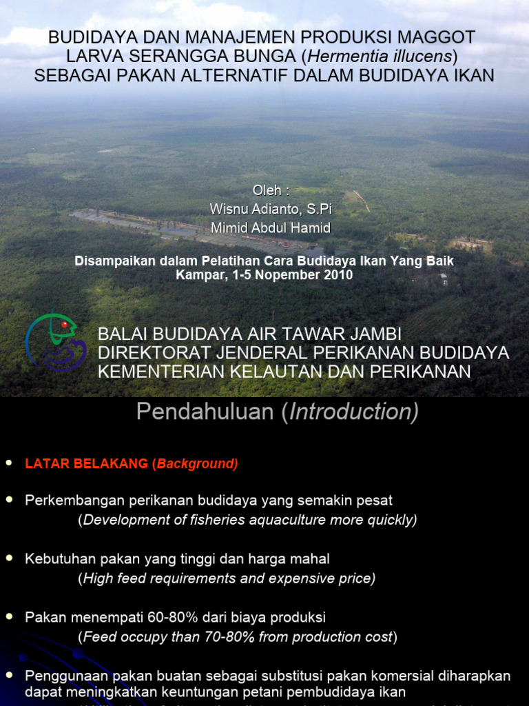 Budidaya Maggot untuk Pakan Ikan | PDF