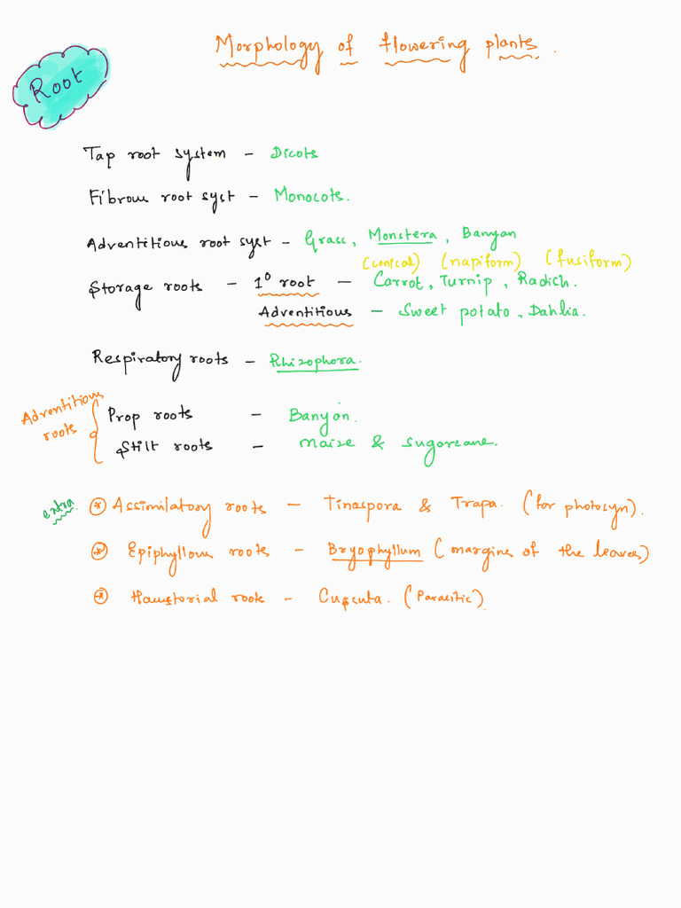 Morphology Examples | PDF