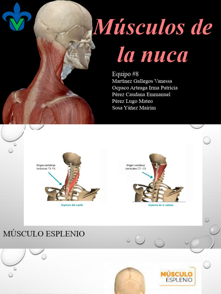 Anatomía y Tendinósis de la Nuca | PDF | Anatomía humana | Sistema ...