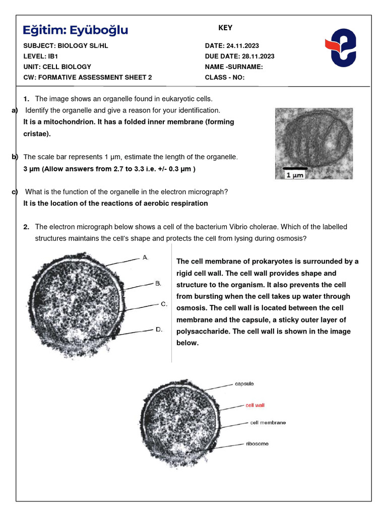 Ib1 Formative-2 Key - Son | Download Free PDF | Cell (Biology) | Tissue ...