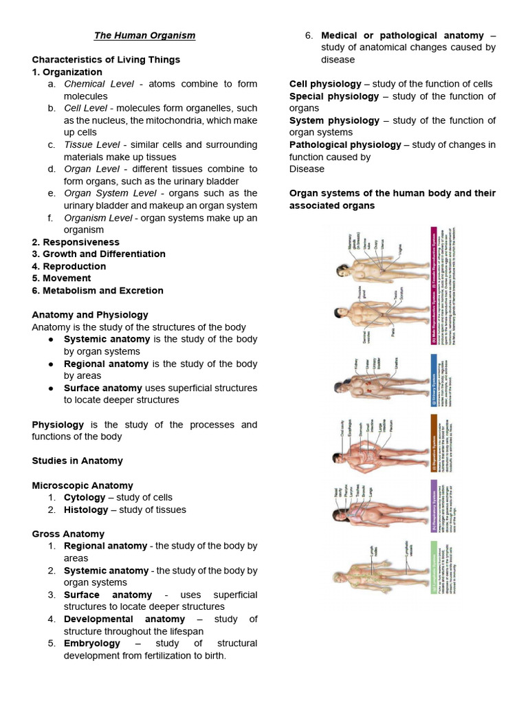 ANAPHY | PDF | Heart | Epithelium