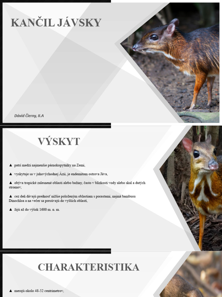 Kančil Jávsky | PDF
