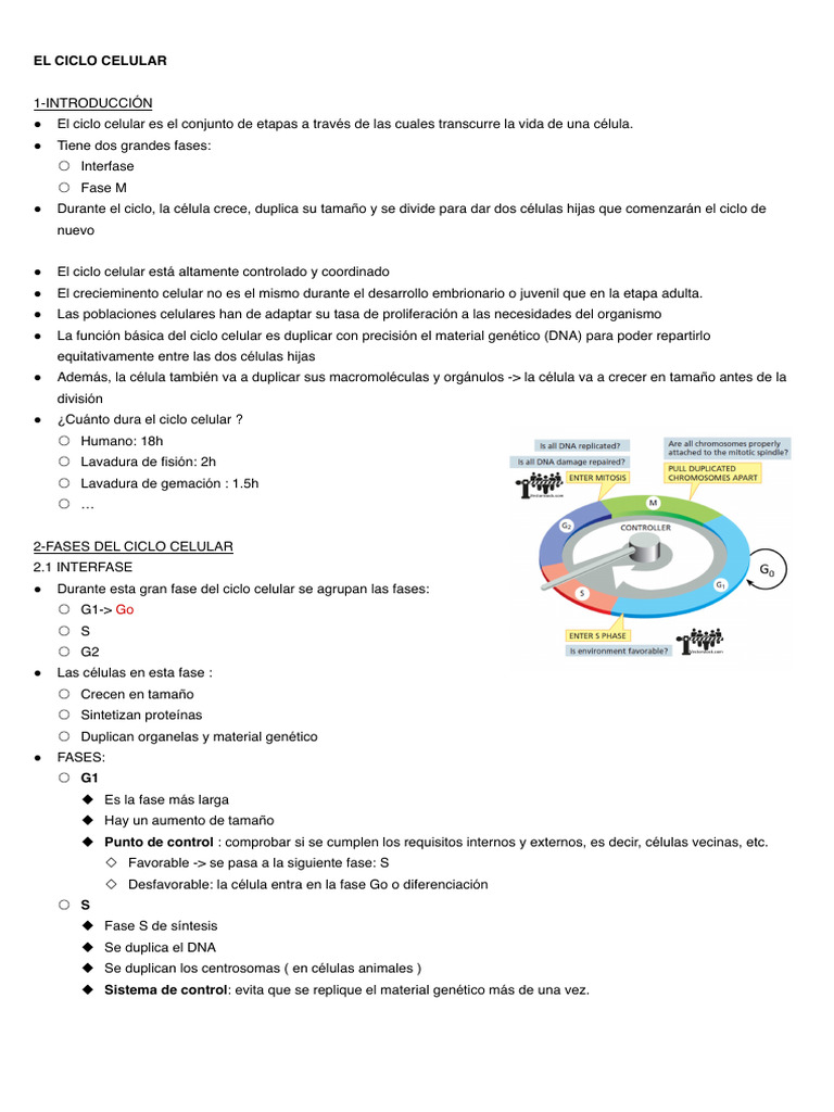 El Ciclo Celular | PDF | Mitosis | Ciclo celular