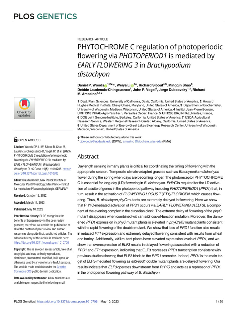 PHYTOCHROME C regulation of photoperiodic flowering via PHOTOPERIOD1 is ...