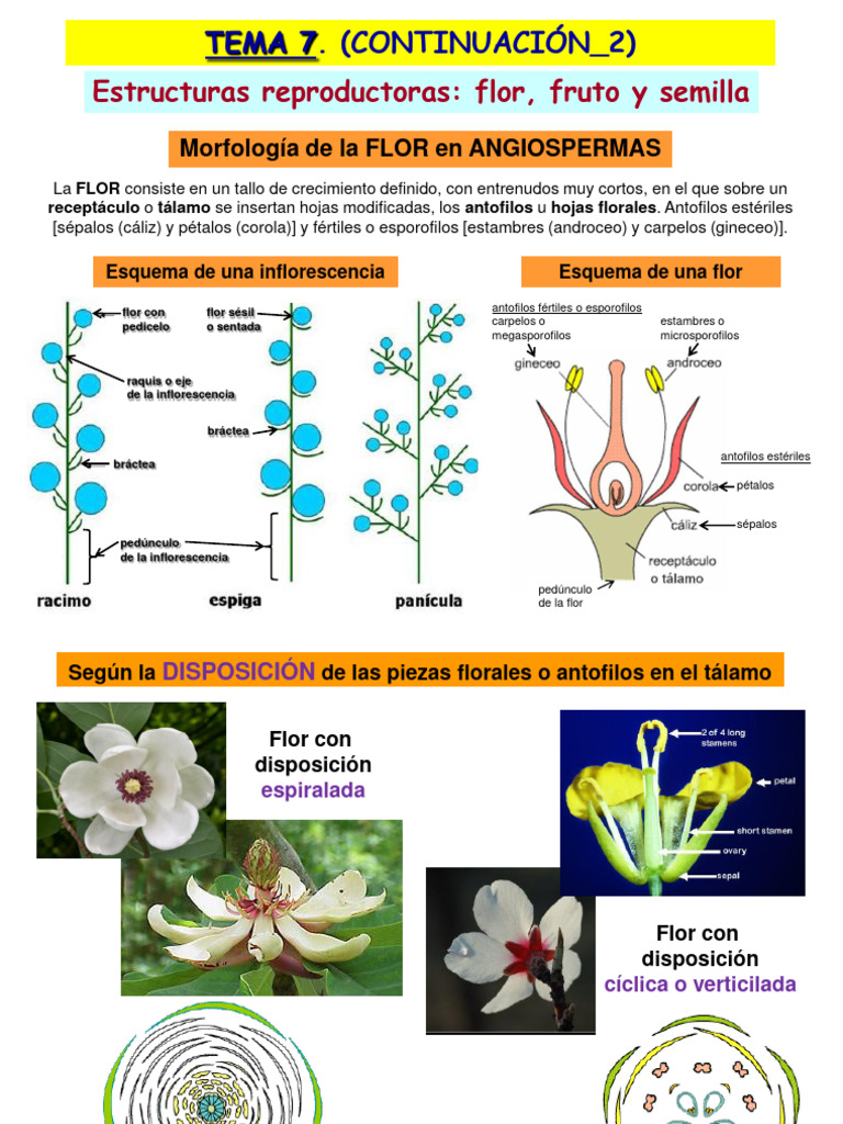 Tema 7C. Reino Vegetal | PDF | Flores | Plantas