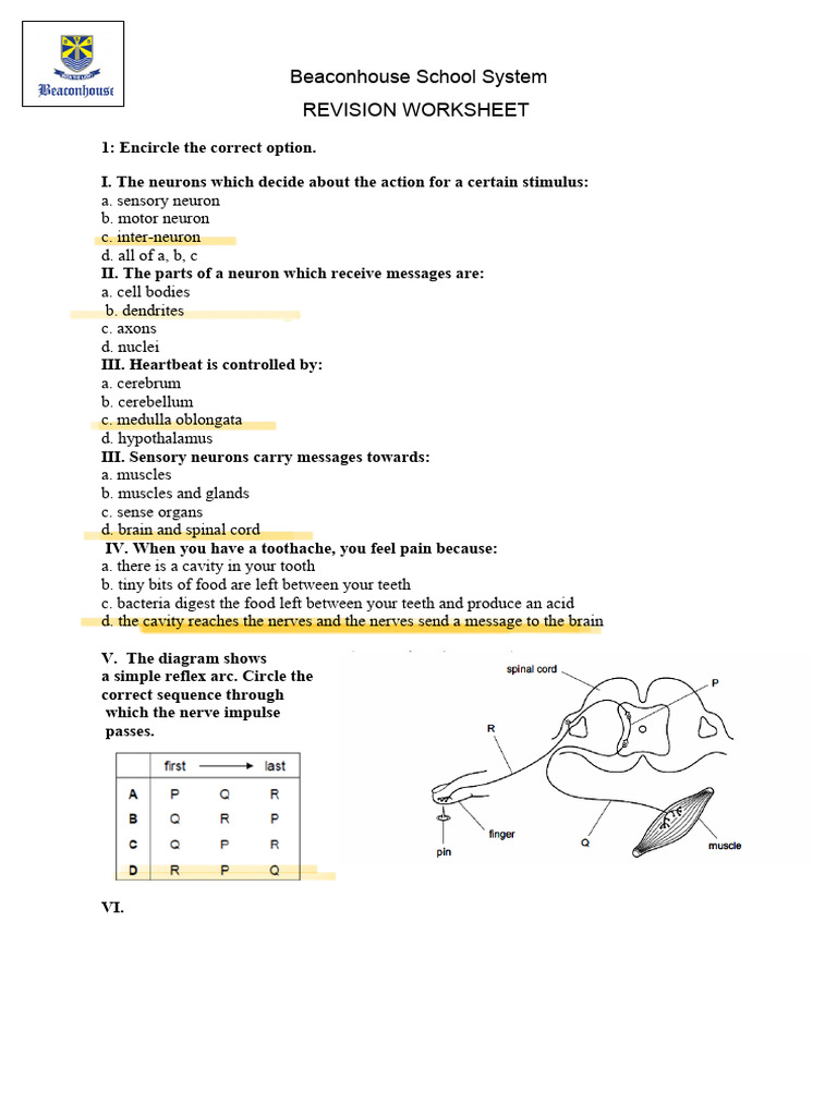 Revision Worksheet 2 Grade 8 | PDF | Neuron | Brain
