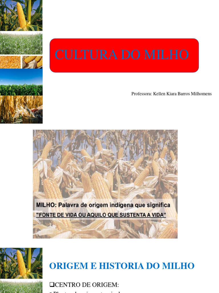 Milho Morfologia | PDF | Milho | Semente