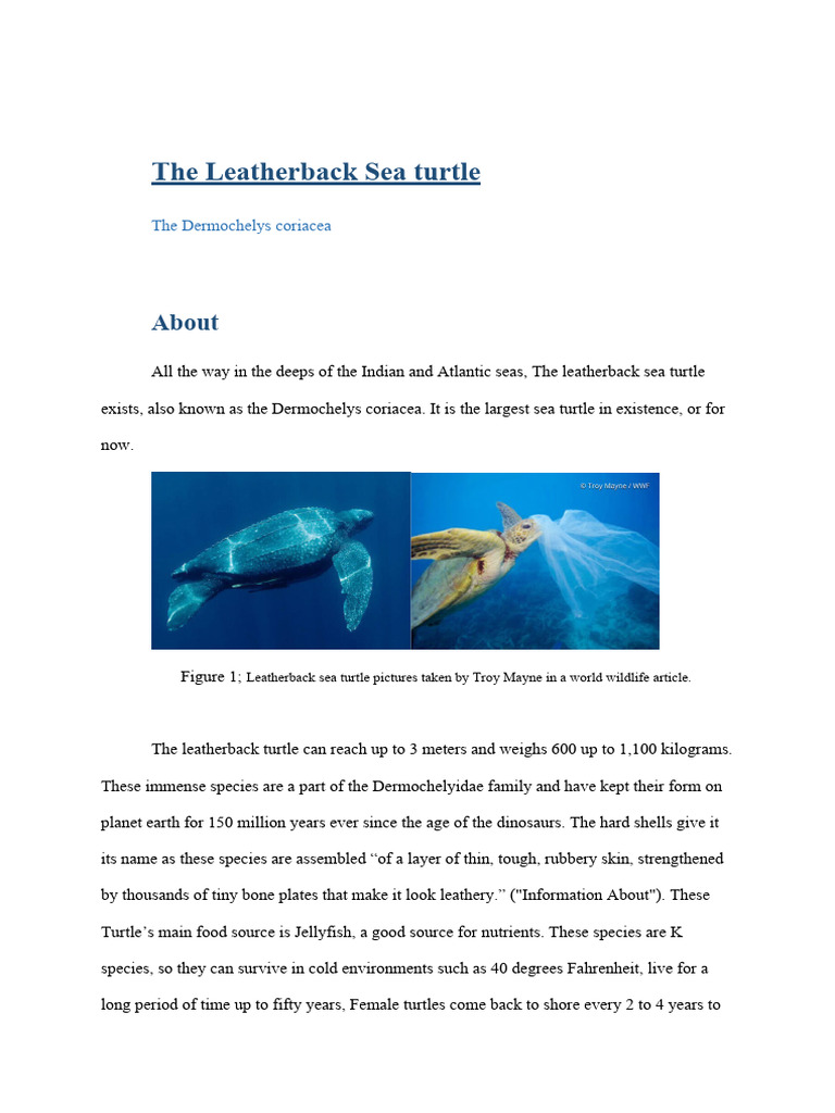Leatherback Sea Turtle Conservation Insights | PDF | Sea Turtle | Turtle