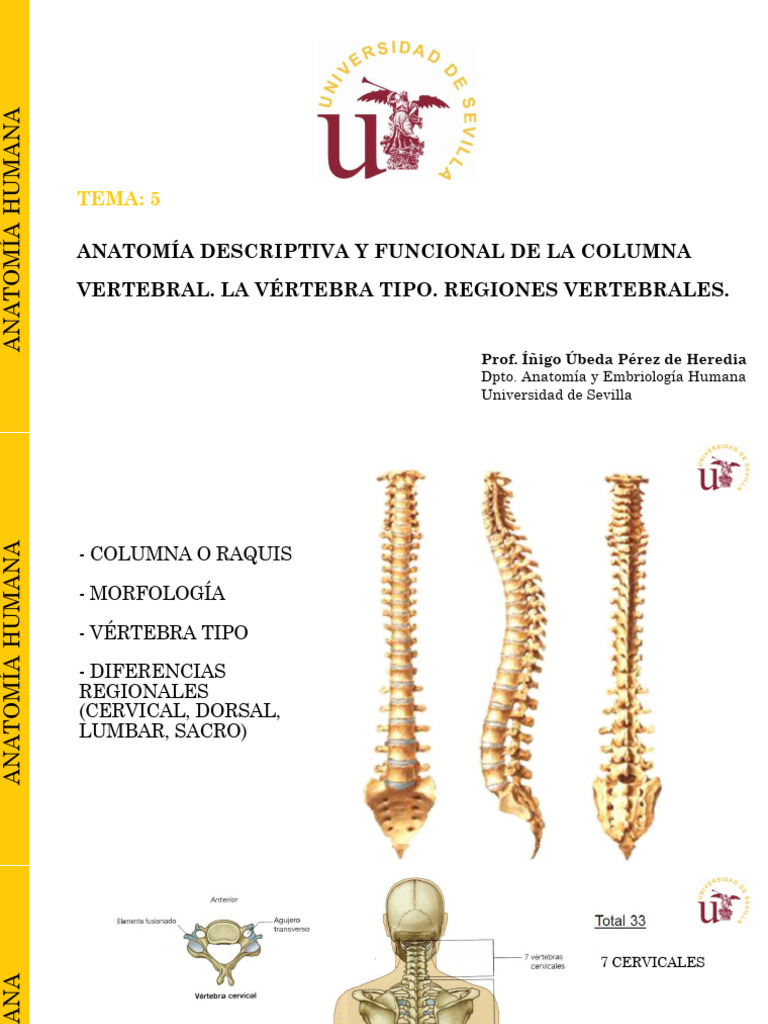TEMA 5 - Anatomía Descriptiva y Funcional de La Columna Vertebral. La ...