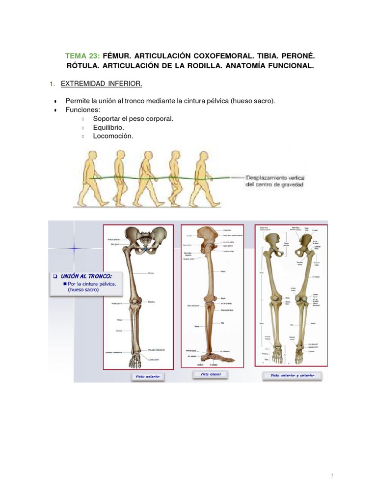 TEMA 23 FEMUR. ARTICULACION COXOFEMORAL. TIBIA. PERONE. ROTULA ...