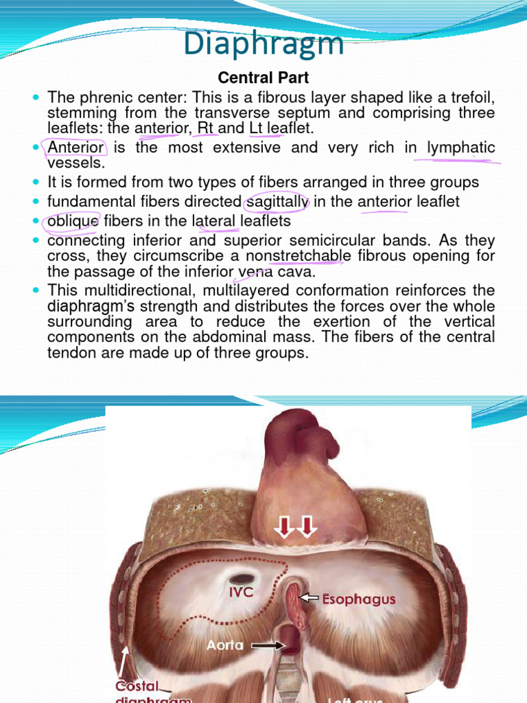 Diaphragm | Download Free PDF | Anatomy | Musculoskeletal System