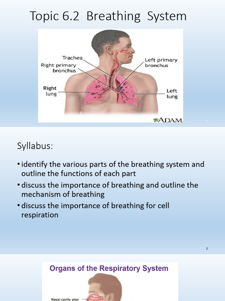 GR 8 - Topic 6.2 - Human Breathing System 1 | PDF | Respiratory Tract ...