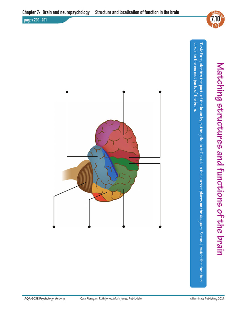 Handout - Matching Structures and Functions of The Brain | PDF ...