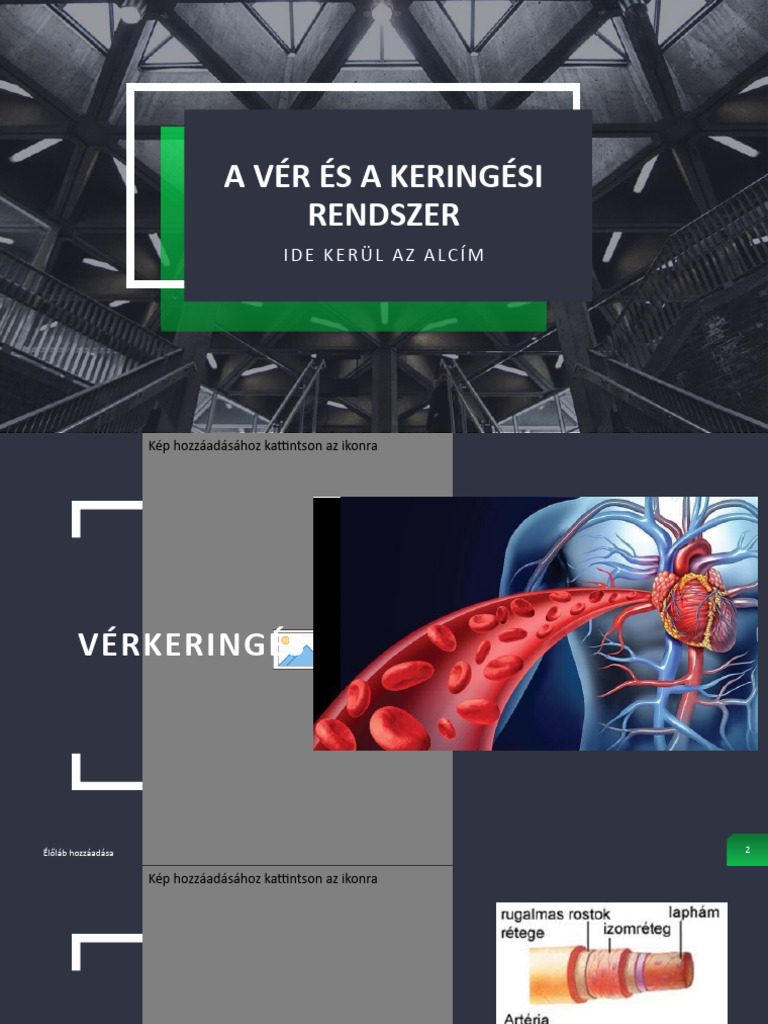 A Vér És A Keringési Rendszer | PDF