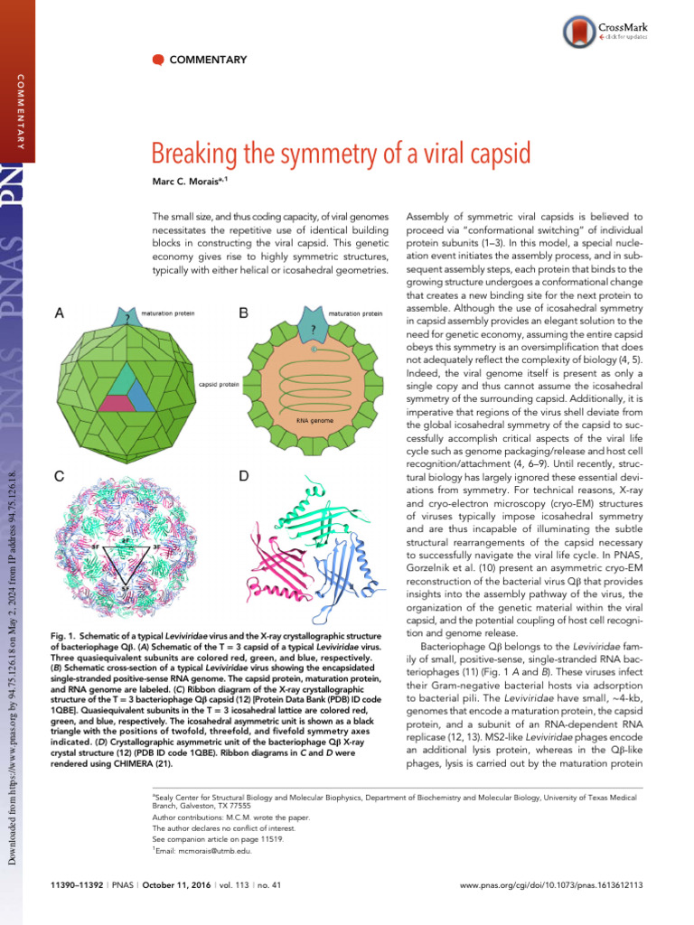 Asymmetric Structures in Viral Capsids | PDF | Virus | Bacteriophage