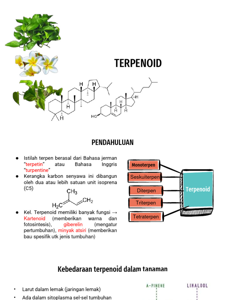 11 Terpenoid | PDF | Memasak, Makanan, & Anggur | Sains & Matematika