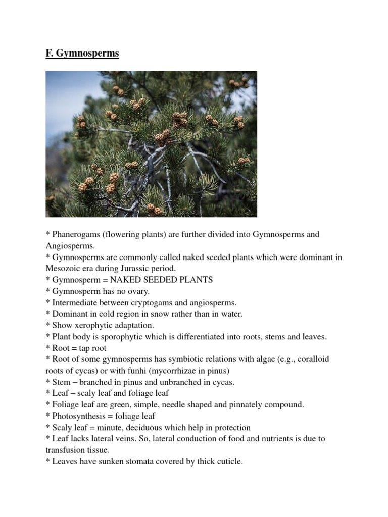 F Gymnosperms | PDF