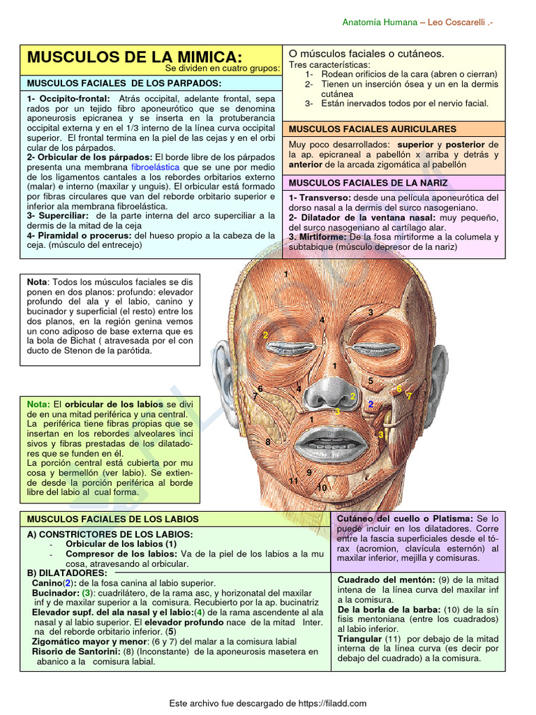 Musculos de La Mimica | Descargar gratis PDF | Anatomía | Anatomía humana