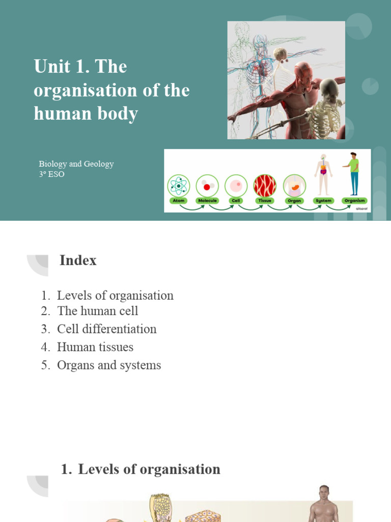 Unit 1. The Organisation of The Human Body | PDF | Cell (Biology ...