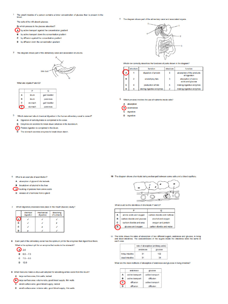 Biology Digestive System Exercise Keys | PDF