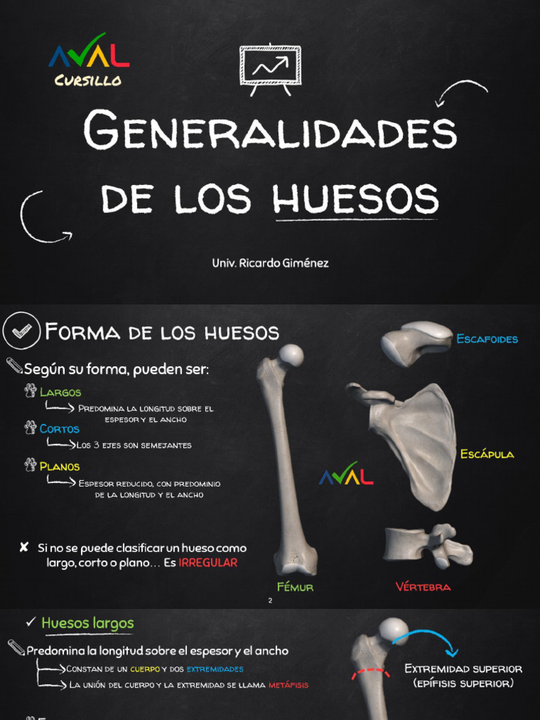 A4 - Generalidades de Los Huesos | PDF