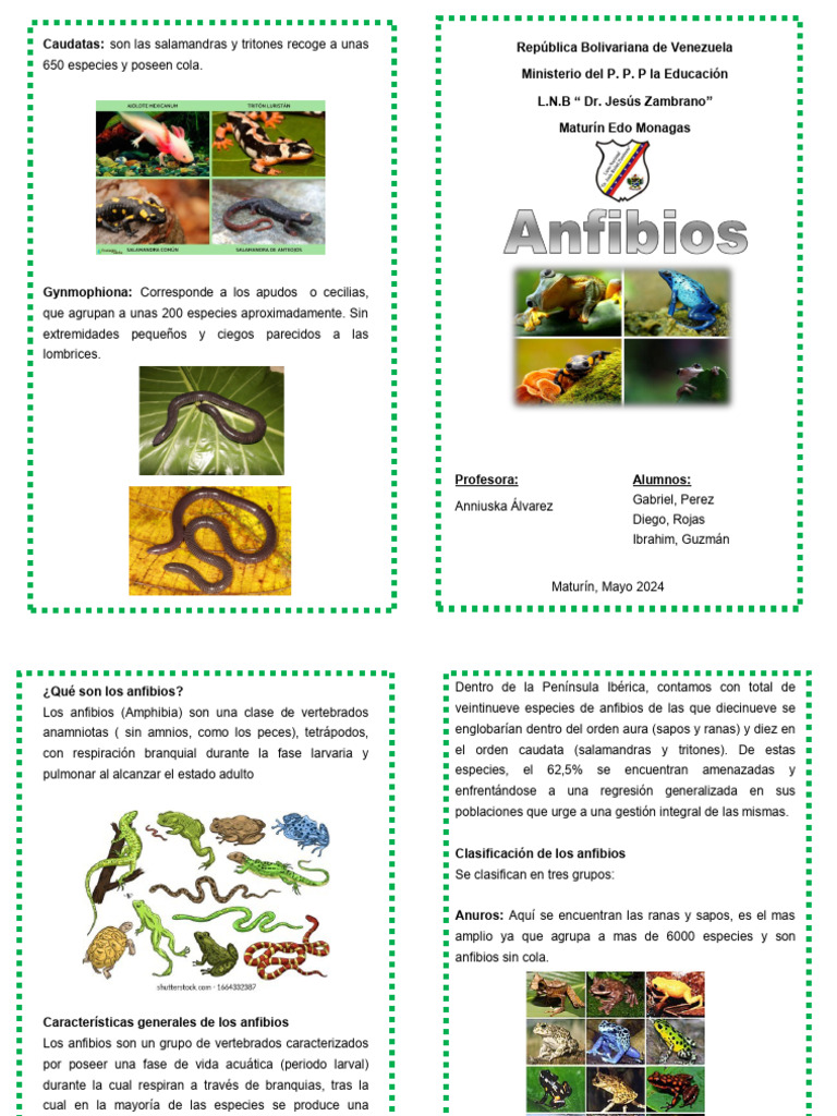 Diptico Anfibios | PDF | Anfibio | Herpetología