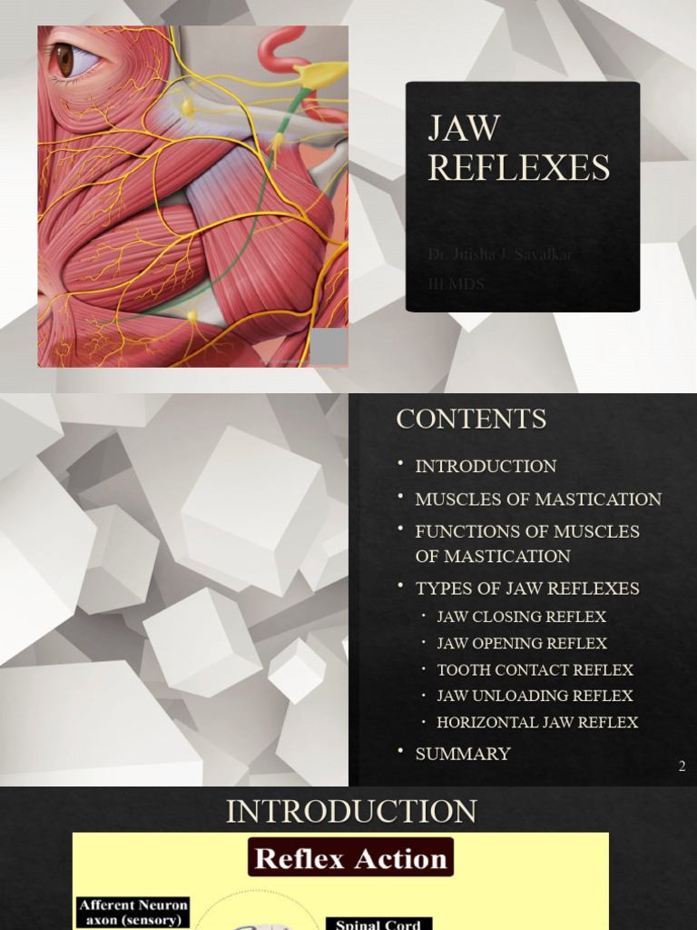 Jaw Reflexes | PDF | Nervous System | Human Head And Neck