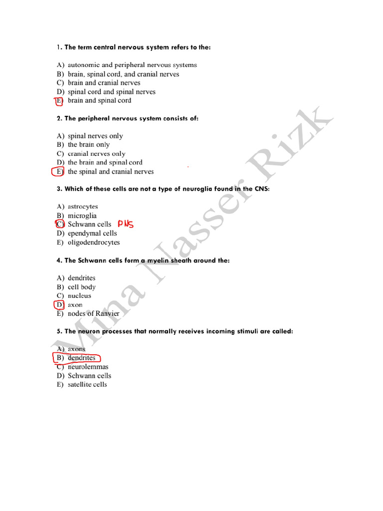 Quiz 2 Nervous System | PDF