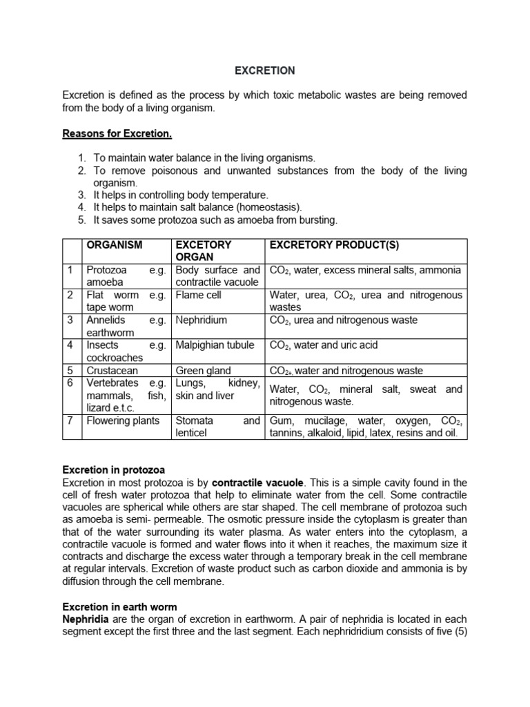 EXCRETORY SYSTEM | PDF | Kidney | Anatomy