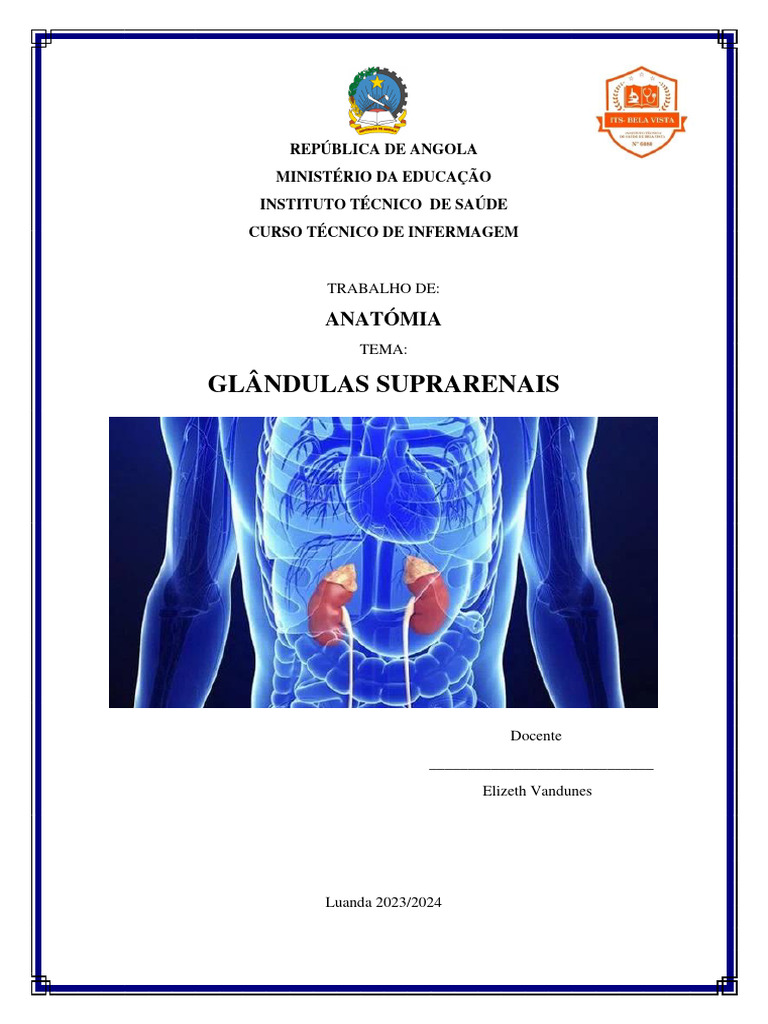 Função e Anatomia das Glândulas Suprarrenais | PDF | Glândula ...