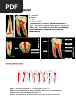 Características dos Dentes Decíduos: Estrutura e Raízes | PDF | Dente ...