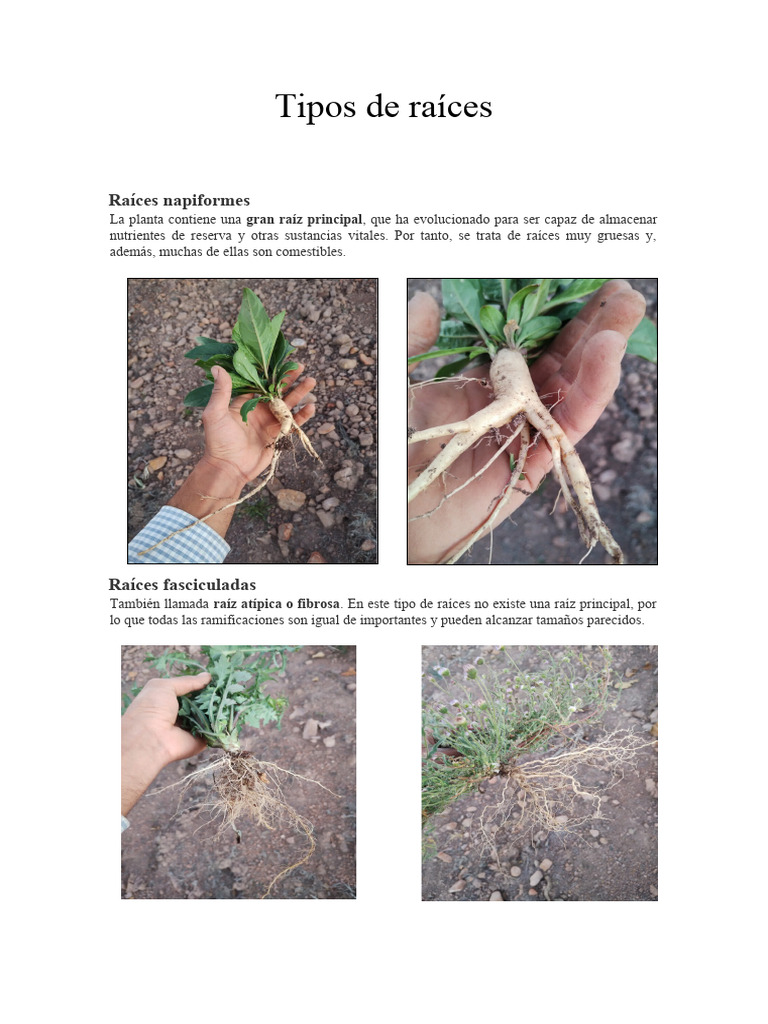 Tipos de raíces | Descargar gratis PDF | Hoja | Raíz
