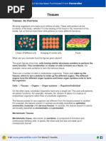 Class 9 Science: Tissues Revision Notes | PDF | Epithelium | Tissue ...