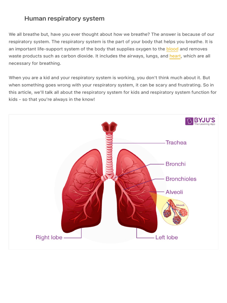 Human Respiratory System | PDF | Respiratory Tract | Respiratory System