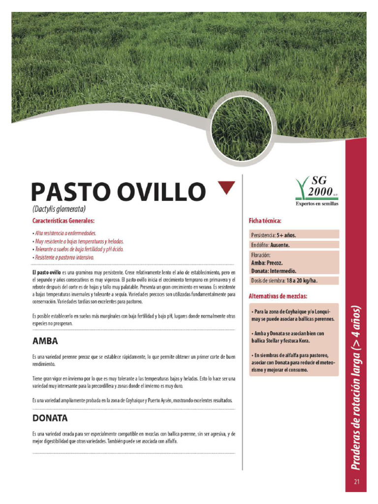 Ficha Tecnica Pasto Ovillo | PDF