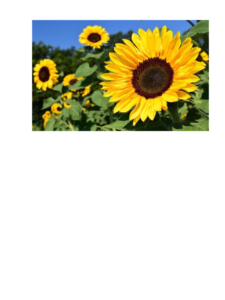 Sunflower | PDF