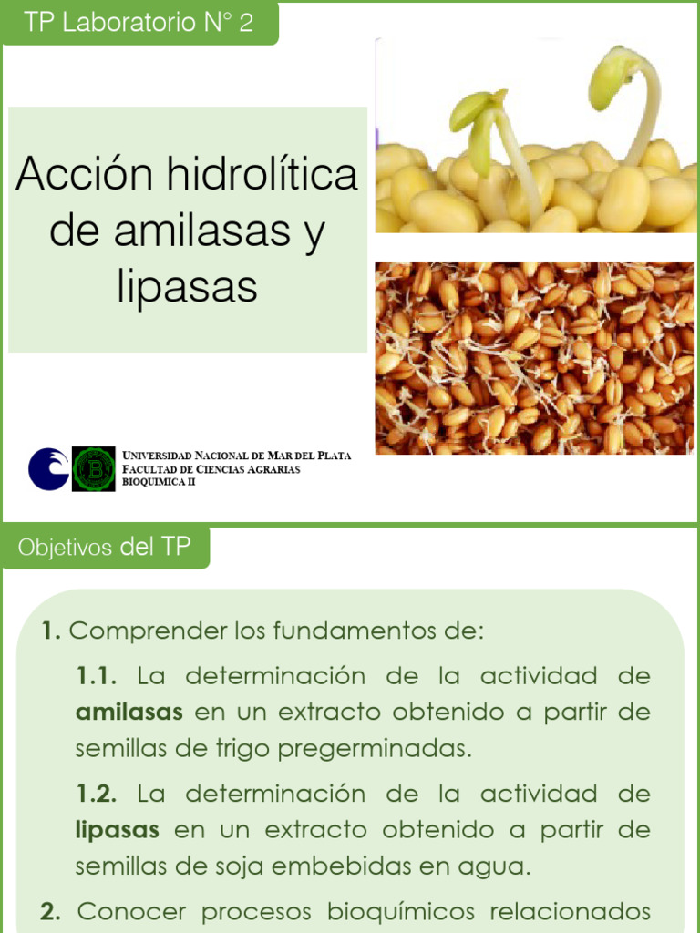 Presentacion Amilasas y Lipasas_MF2024 | PDF | Hidrólisis | Almidón