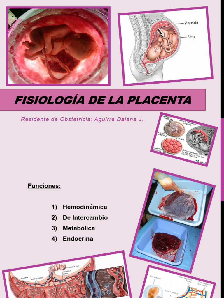 Nuevo Presentación de Microsoft PowerPoint | PDF | Placenta | Feto