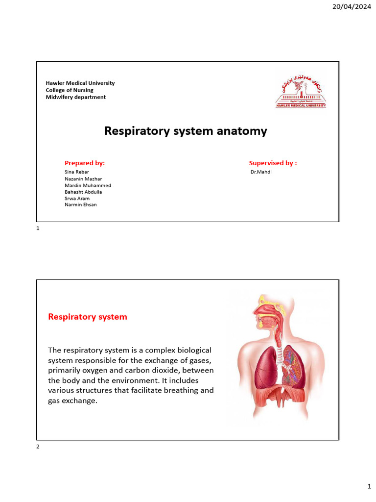 Microsoft PowerPoint - respiratory_system_anatomy[1] - Read-Only ...