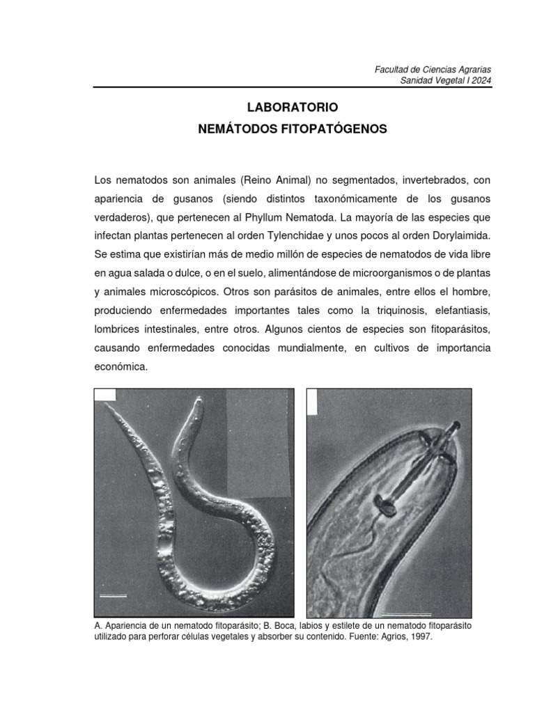 LABORATORIO Nematodos | PDF | Nematodo | Organismos