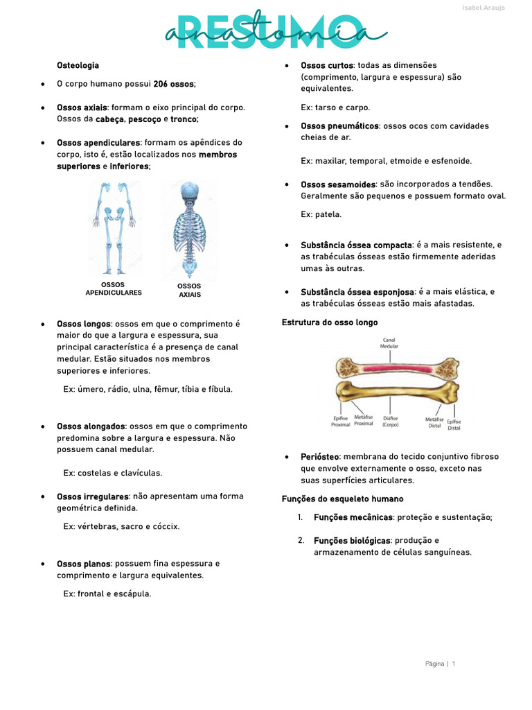 Resumo 1 Anatomia Pdf Coração Osso