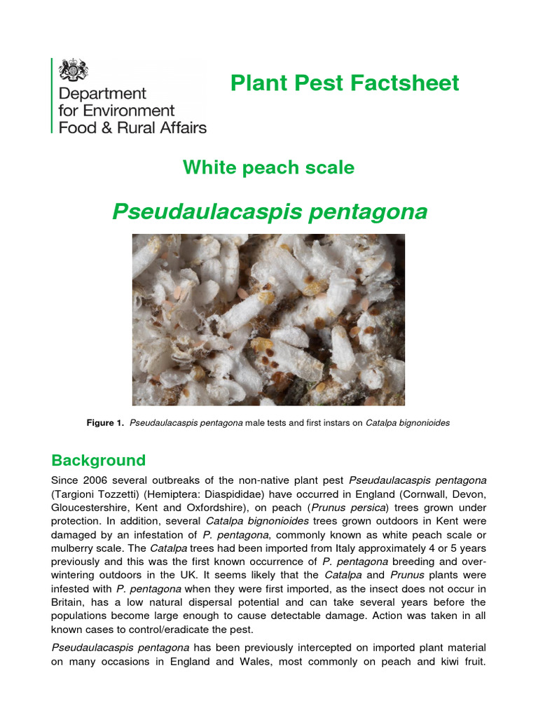Defra Factsheet Pseudaulacaspis Pentagonav3 | PDF | Pest (Organism)