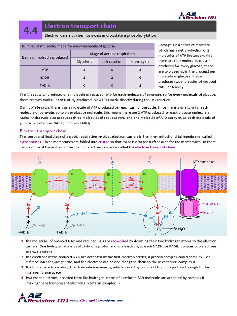 4 4 Electron Transport Chain | PDF | Electron Transport Chain ...